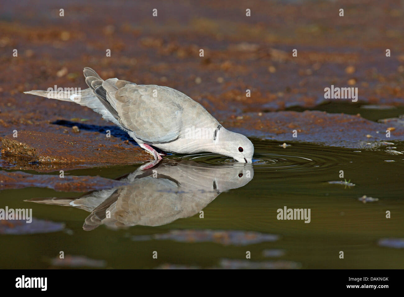 Drinking dove hi-res stock photography and images - Alamy