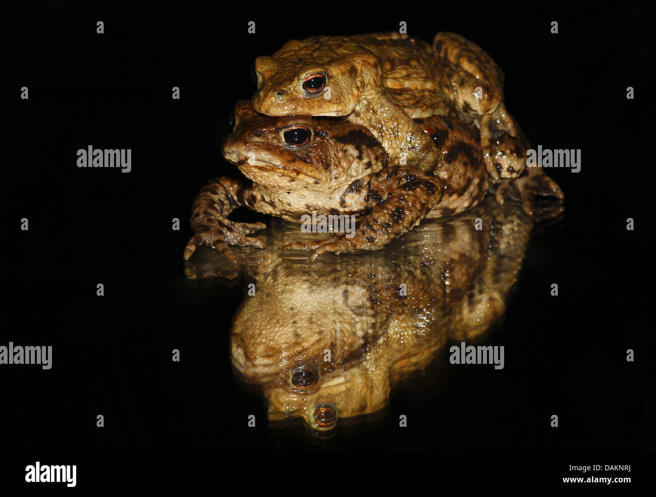 Amplexus hi-res stock photography and images - Alamy