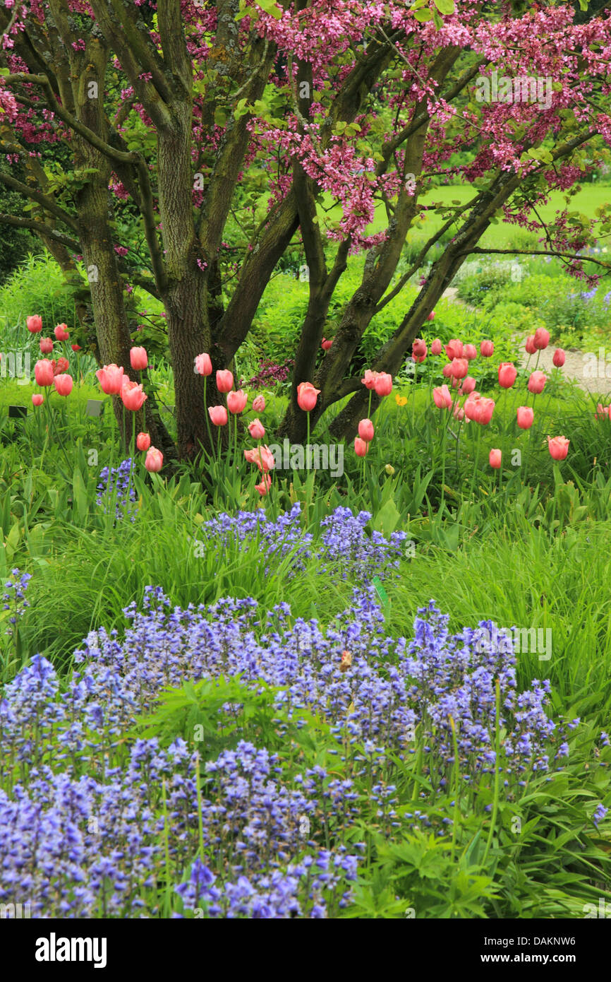 judas tree (Cercis siliquastrum), judas tree with tulips and blue bells ...