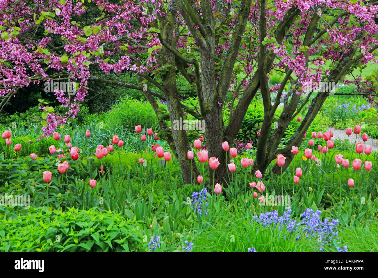 judas tree (Cercis siliquastrum), judas tree with tulips and blue bells ...