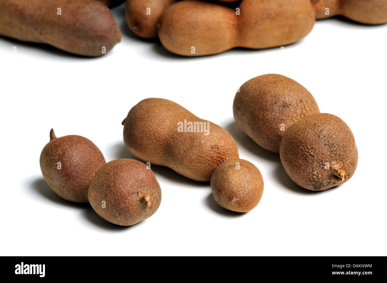 tamarind (Tamarindus indica), raw tamarind fruits Stock Photo - Alamy