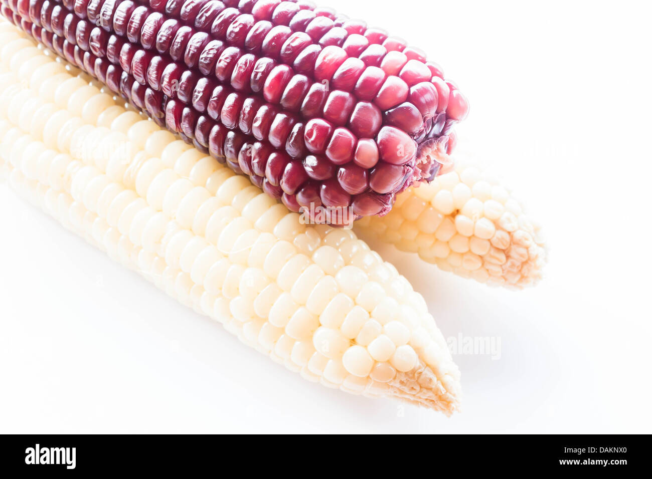 Violet and yellow corn cobs boiled isolated on white background, stock ...