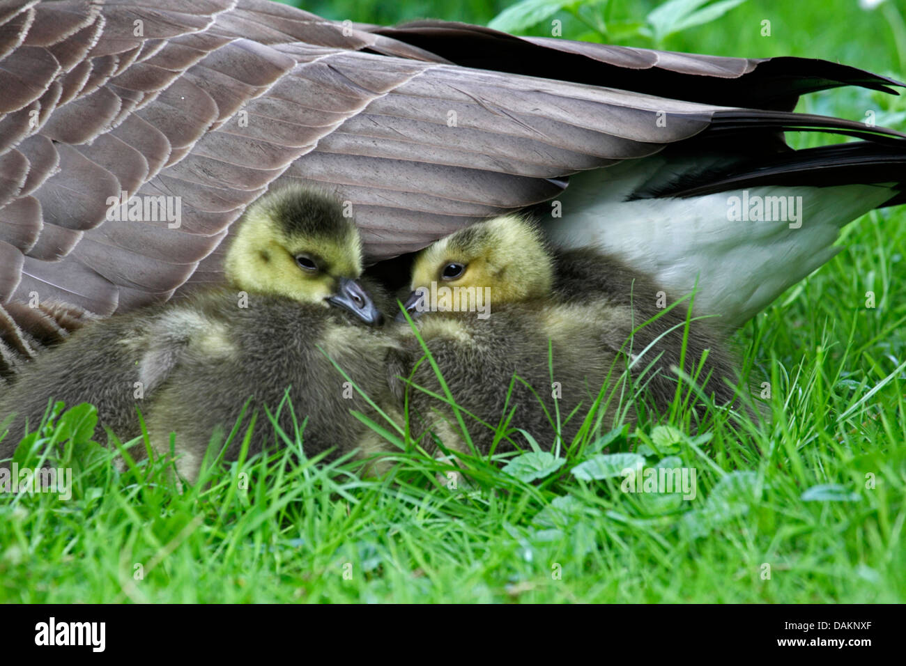Canada goose (Branta canadensis), two chicks snuggling up to their ...