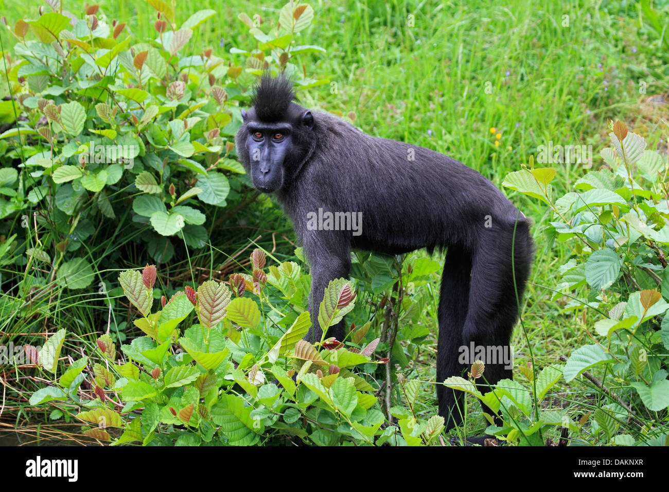 Celebes ape, Celebes black ape (Macaca nigra, Cynopithecus niger), in ...