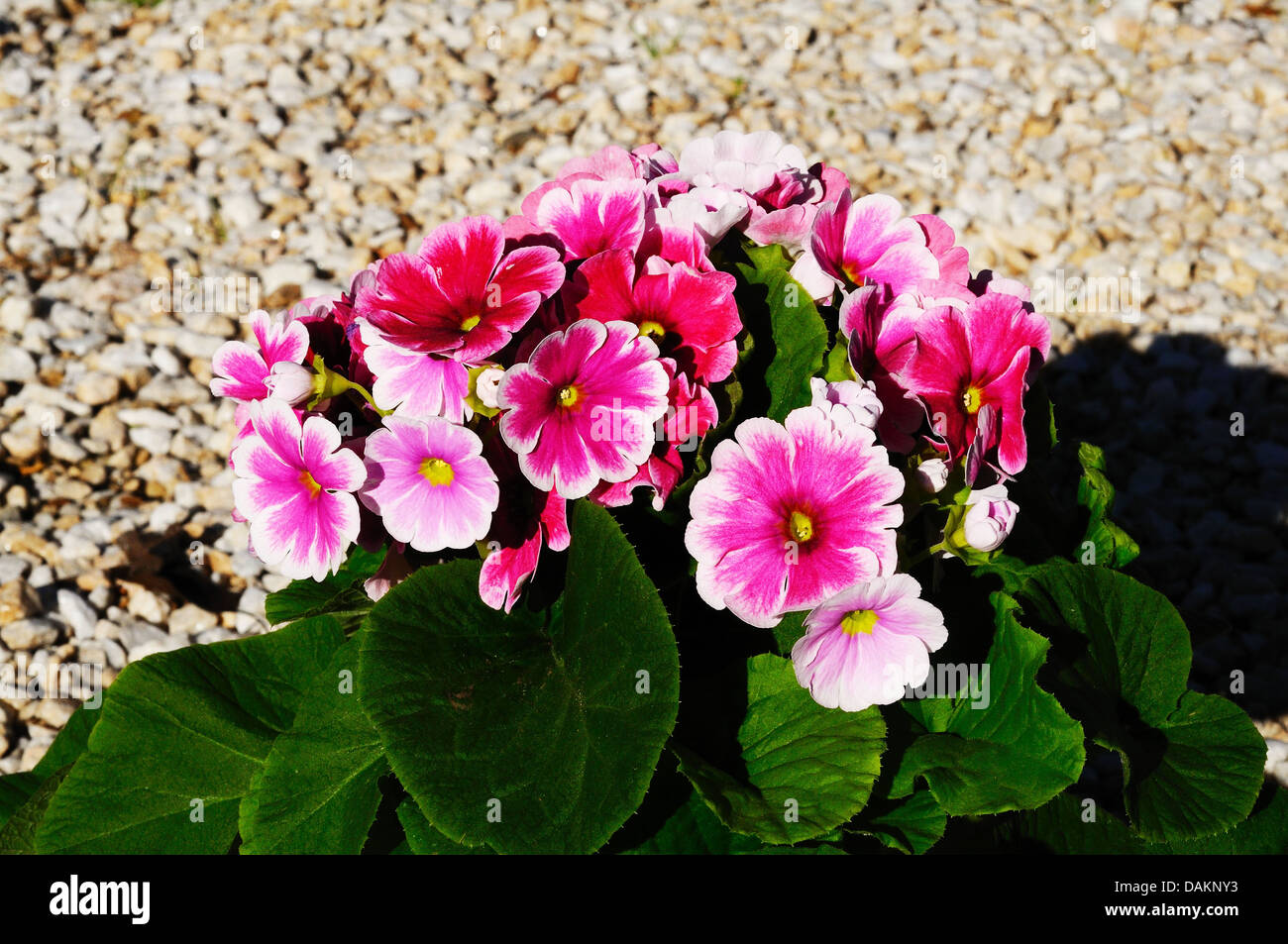 Pink and white Primula with gravel to the rear Stock Photo - Alamy
