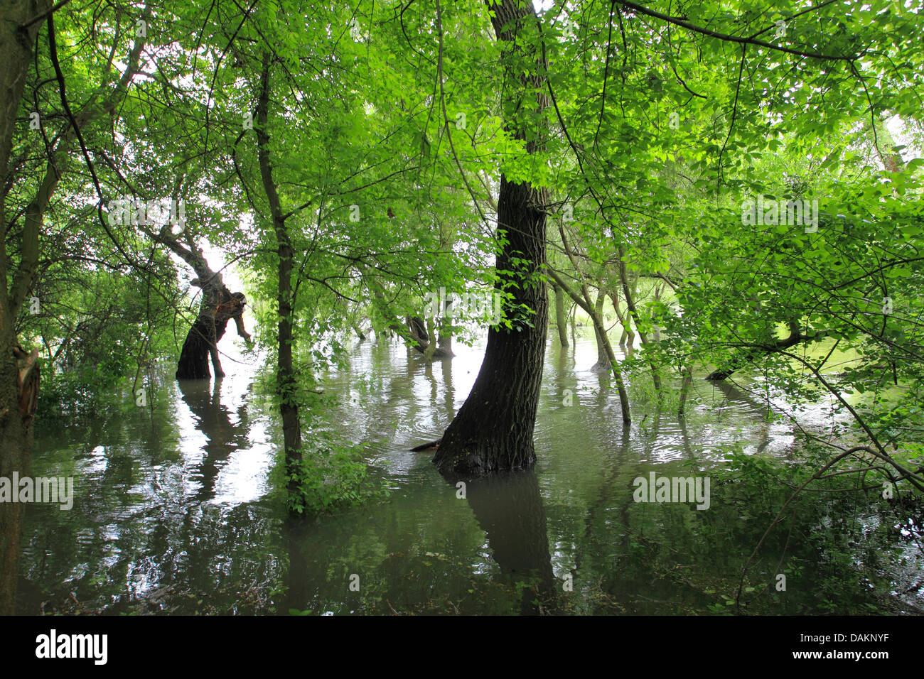 Floodplain Ecosystems High Resolution Stock Photography and Images - Alamy