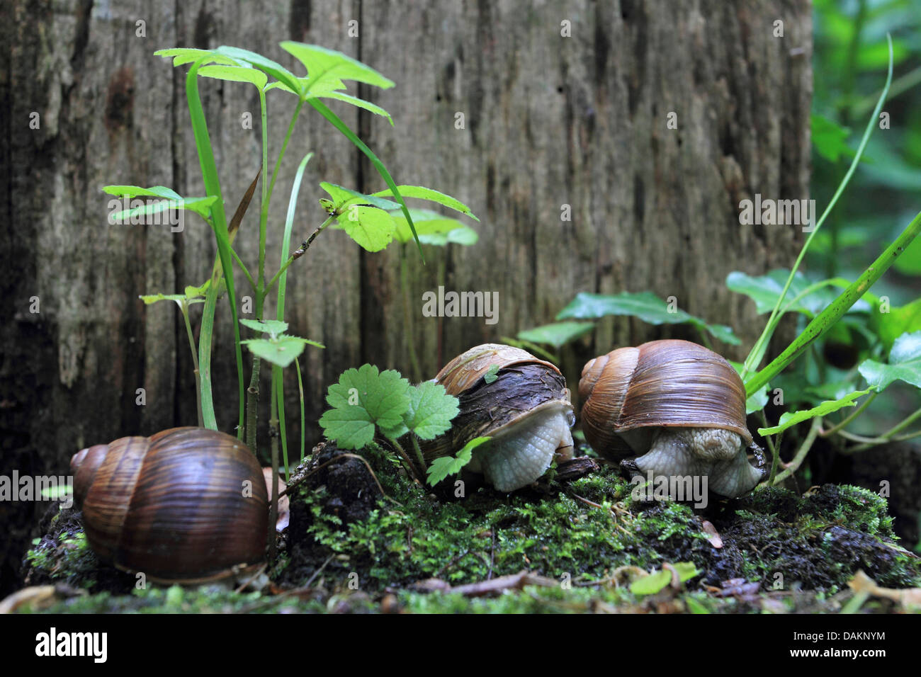 Roman snail, escargot, escargot snail, edible snail, apple snail ...