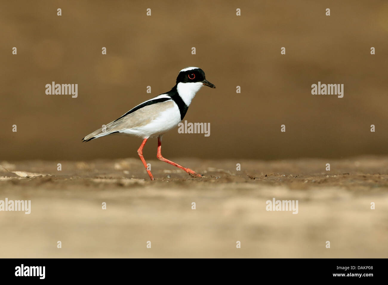 Pied lapwing hi-res stock photography and images - Alamy