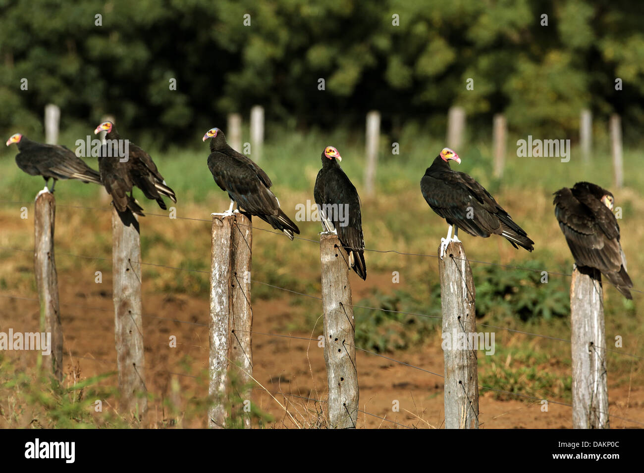 Greater yellow headed vulture hi-res stock photography and images - Alamy