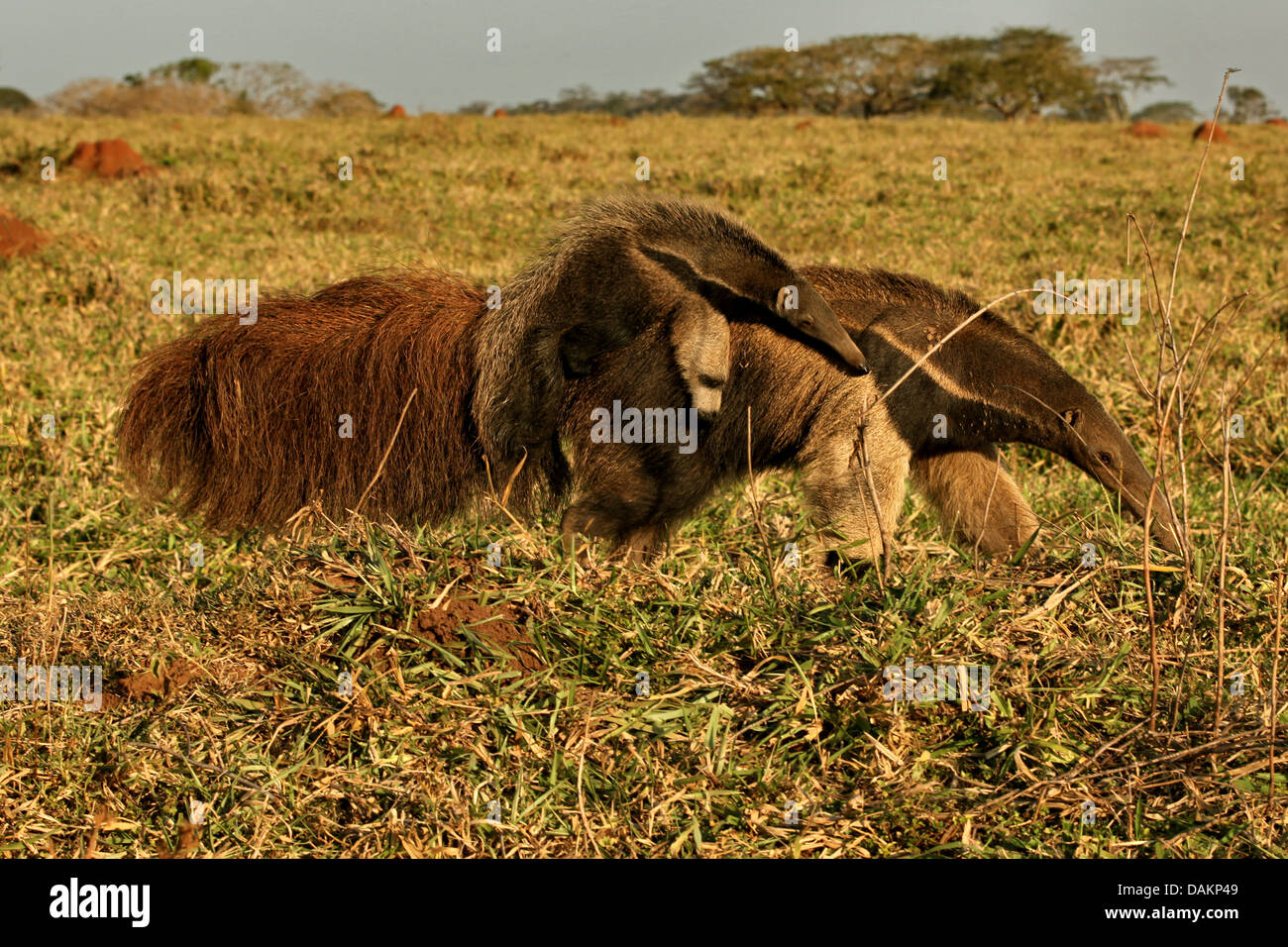 Xenarthrans Definition