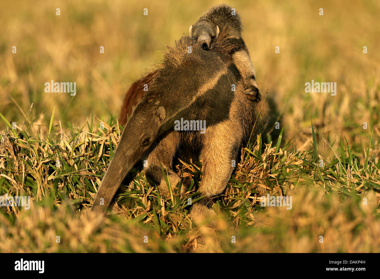 Xenarthrans hi-res stock photography and images - Alamy