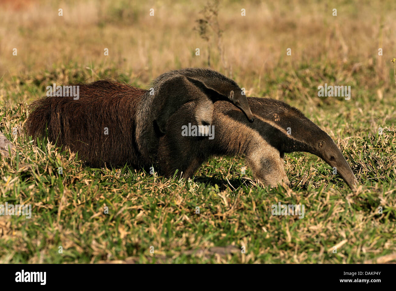 giant anteater (Myrmecophaga tridactyla), female anteater carrying her ...
