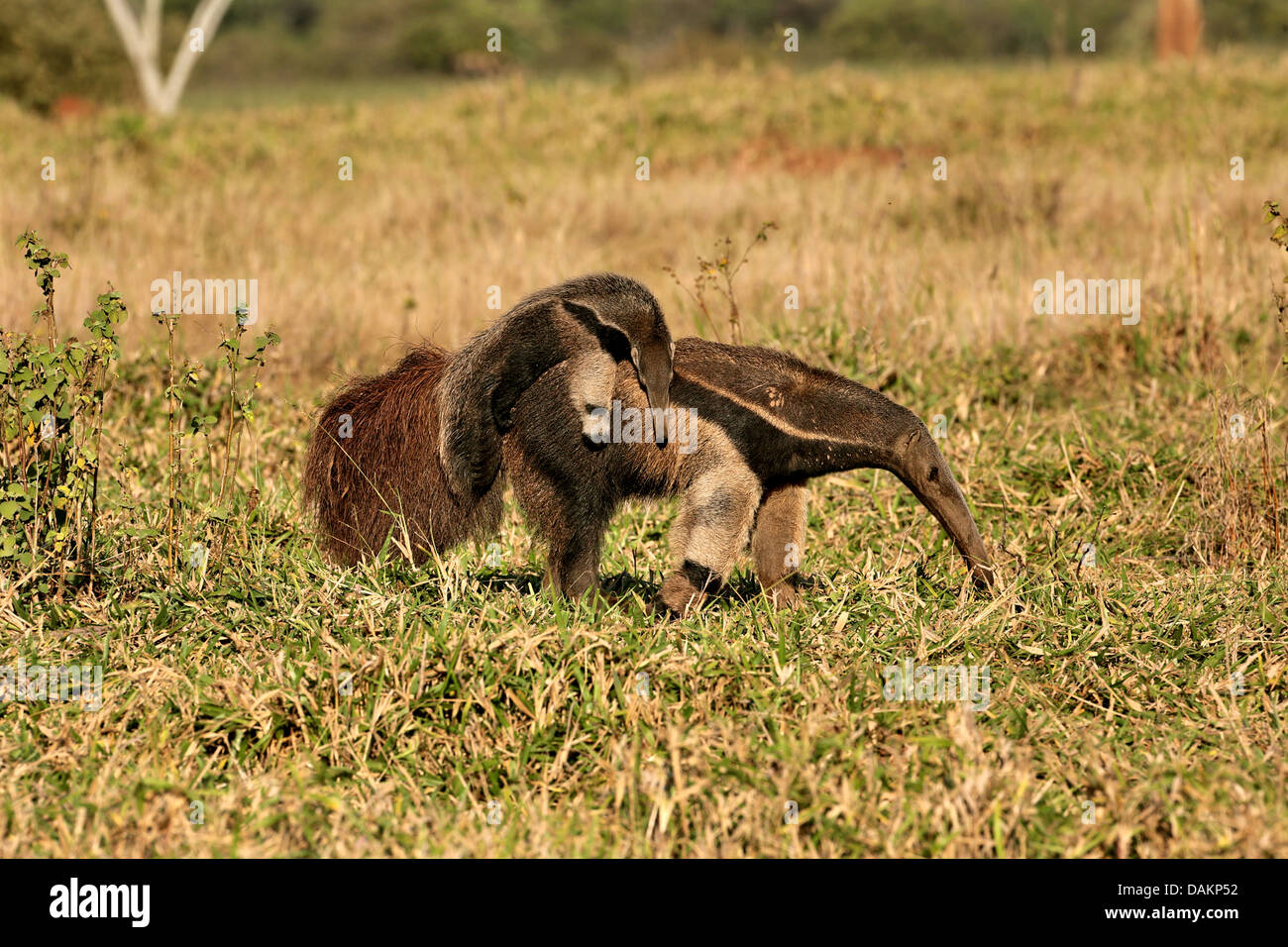 Xenarthrans Definition