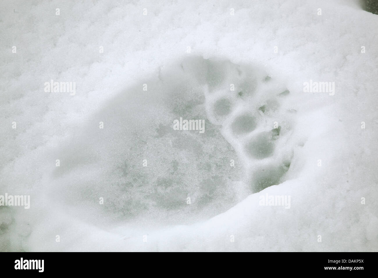 Bear foot hi-res stock photography and images - Alamy