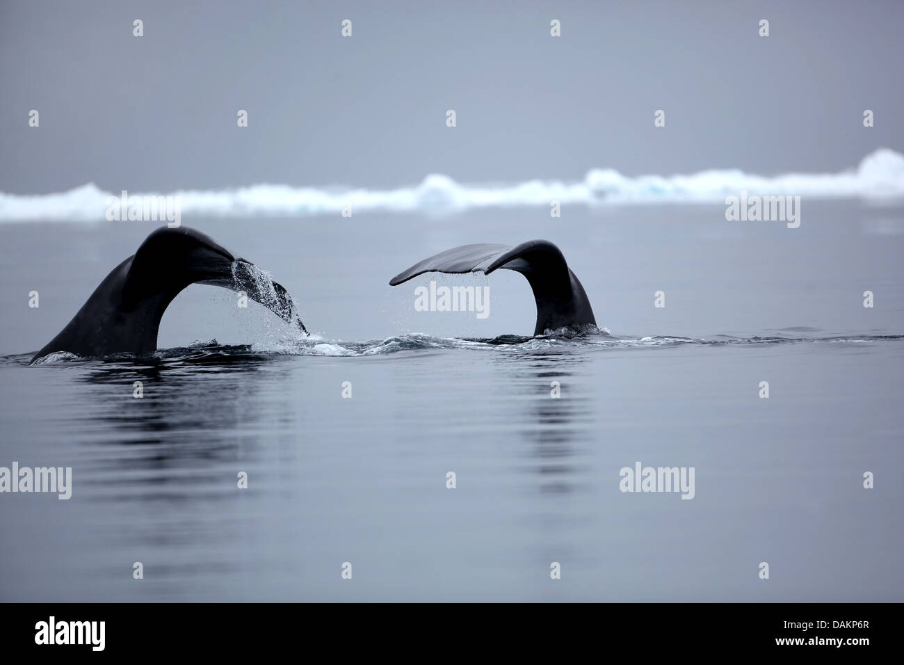 bowhead whale, Greenland right whale, Arctic right whale (Balaena ...