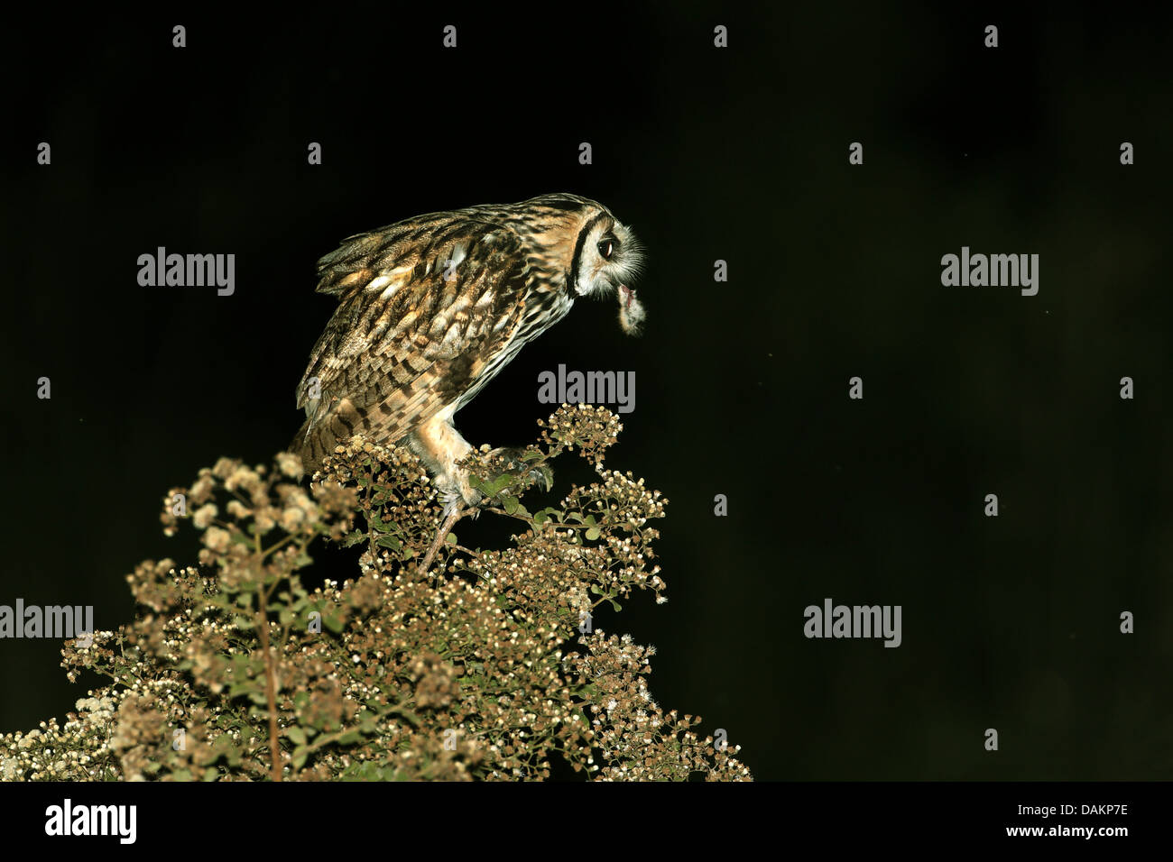 striped owl (Asio clamator, Pseudoscops clamator), with caught mouse ...