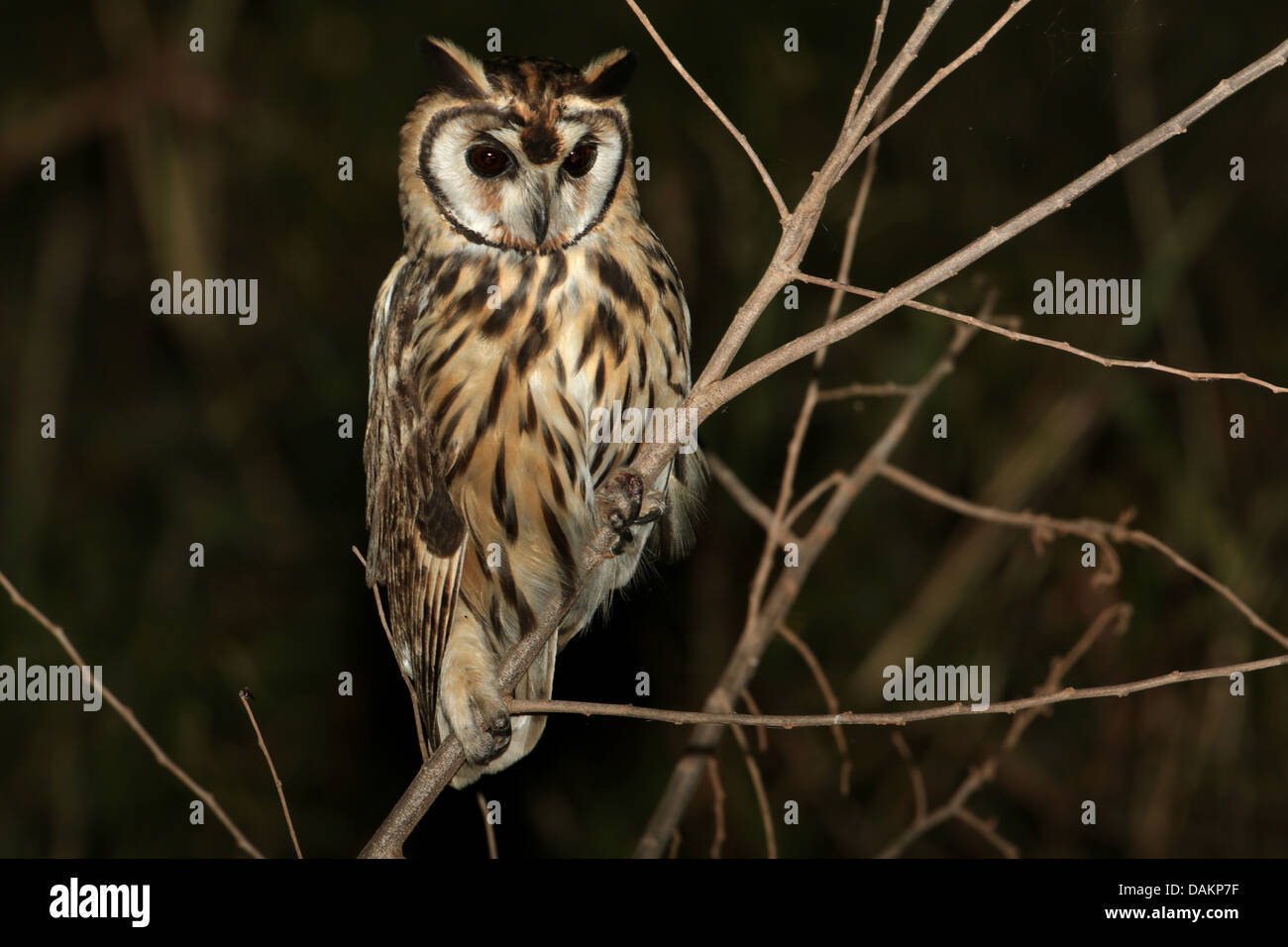 Peruvian Striped Owl