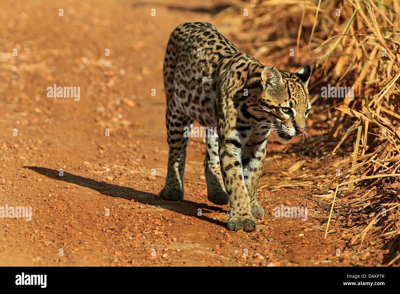 Dwarf leopard felis pardalis hi-res stock photography and images - Alamy