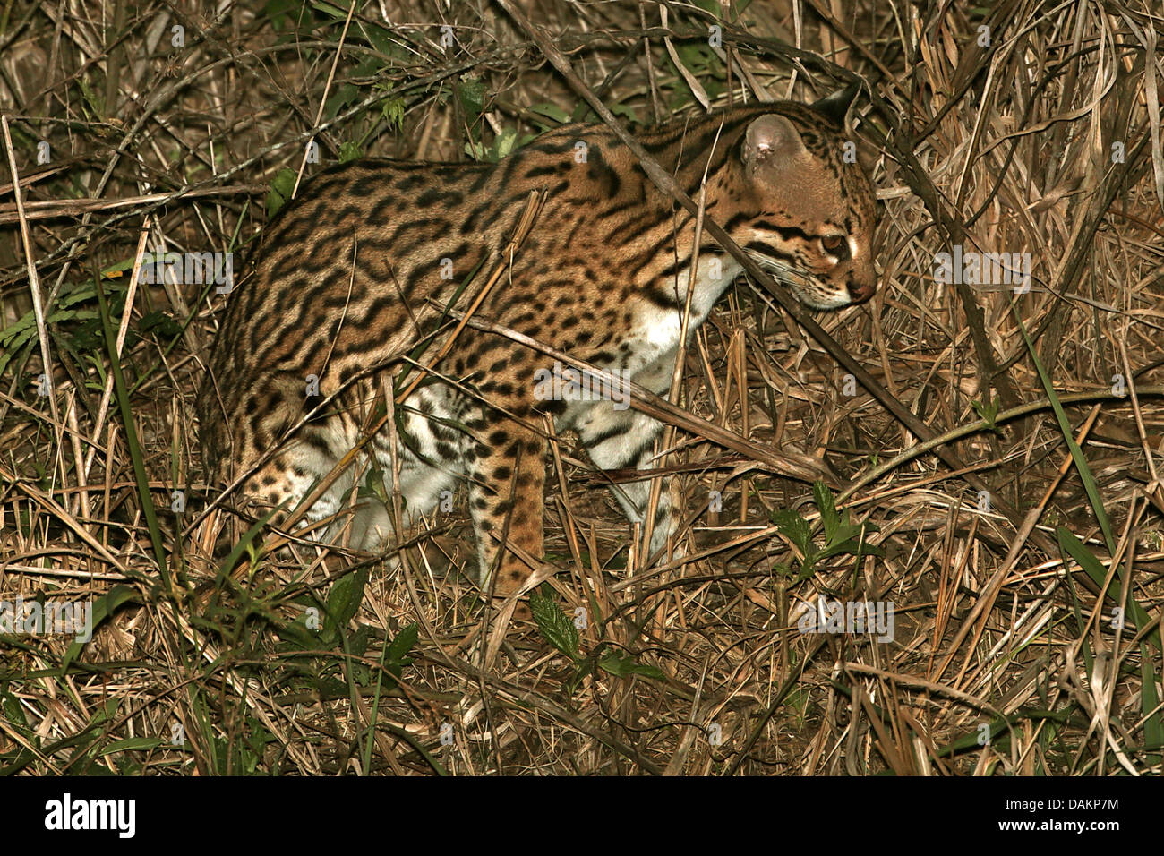 Ocelot, Dwarf leopard (Felis pardalis, Leopardus pardalis), sitting on ...