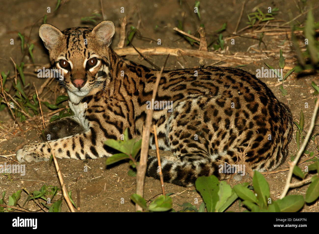Ocelot, Dwarf leopard (Felis pardalis, Leopardus pardalis), lying ...