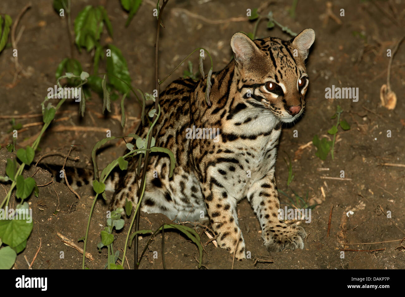 Ocelot, Dwarf leopard (Felis pardalis, Leopardus pardalis), sitting ...