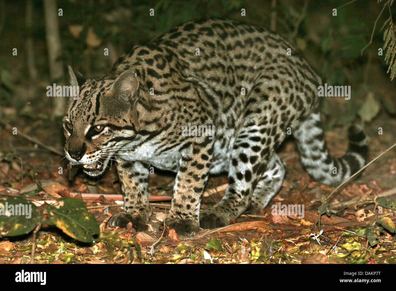 Ocelot, Dwarf leopard (Felis pardalis, Leopardus pardalis), stalking ...