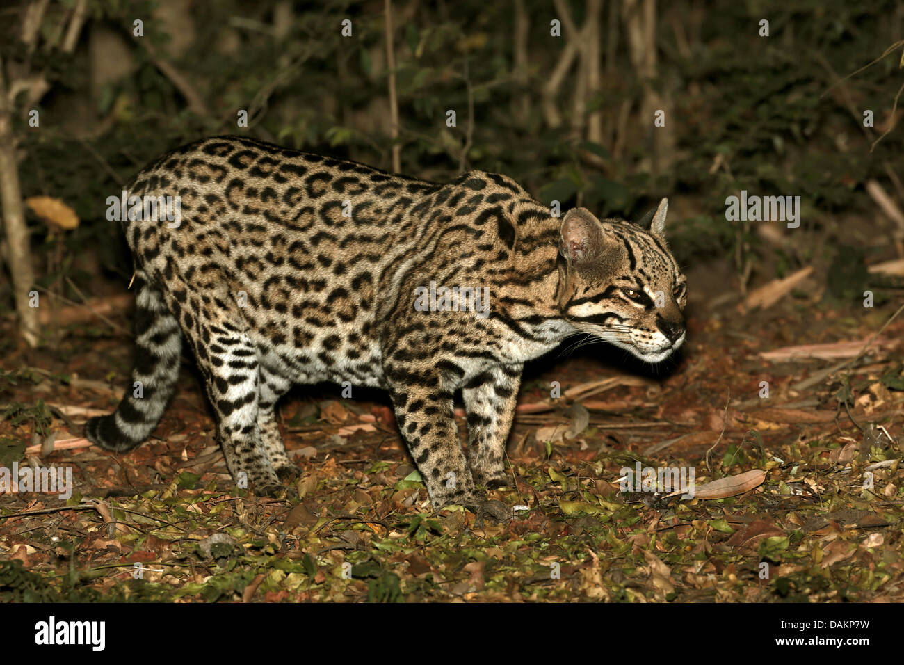 Ocelot, Dwarf leopard (Felis pardalis, Leopardus pardalis), stalking ...
