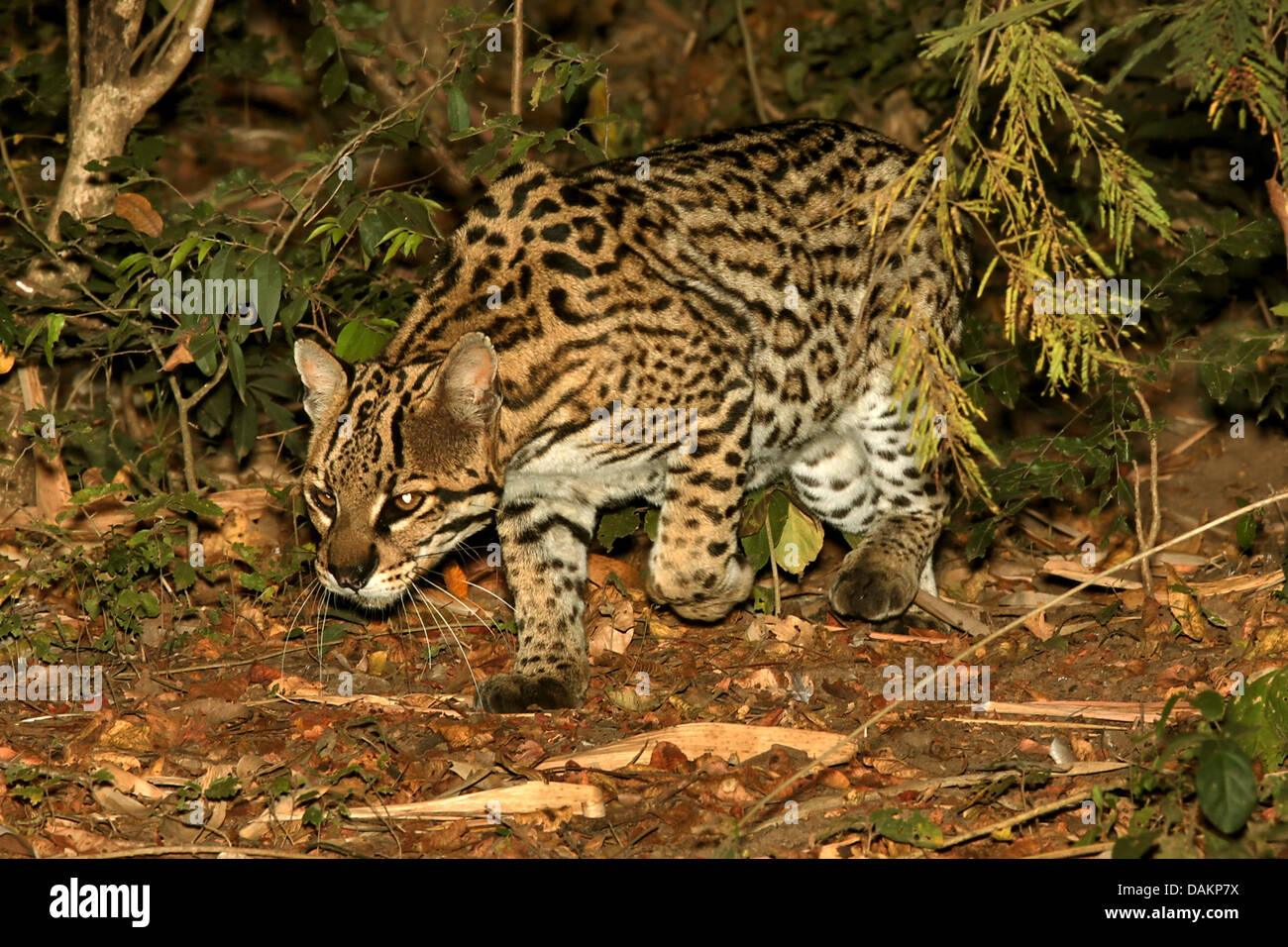 Ocelot, Dwarf leopard (Felis pardalis, Leopardus pardalis), stalking ...