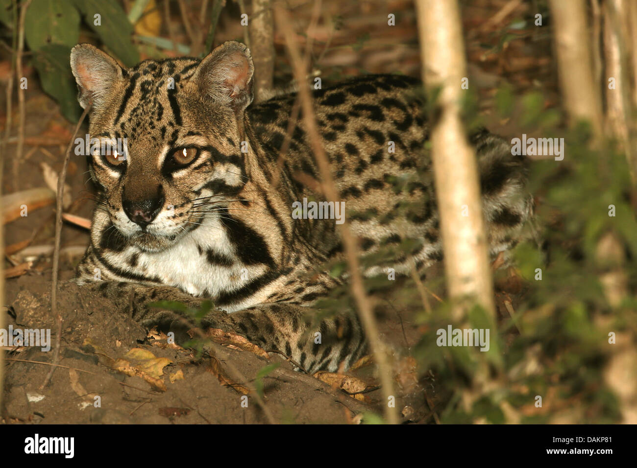 Ocelot, Dwarf leopard (Felis pardalis, Leopardus pardalis), squatting ...
