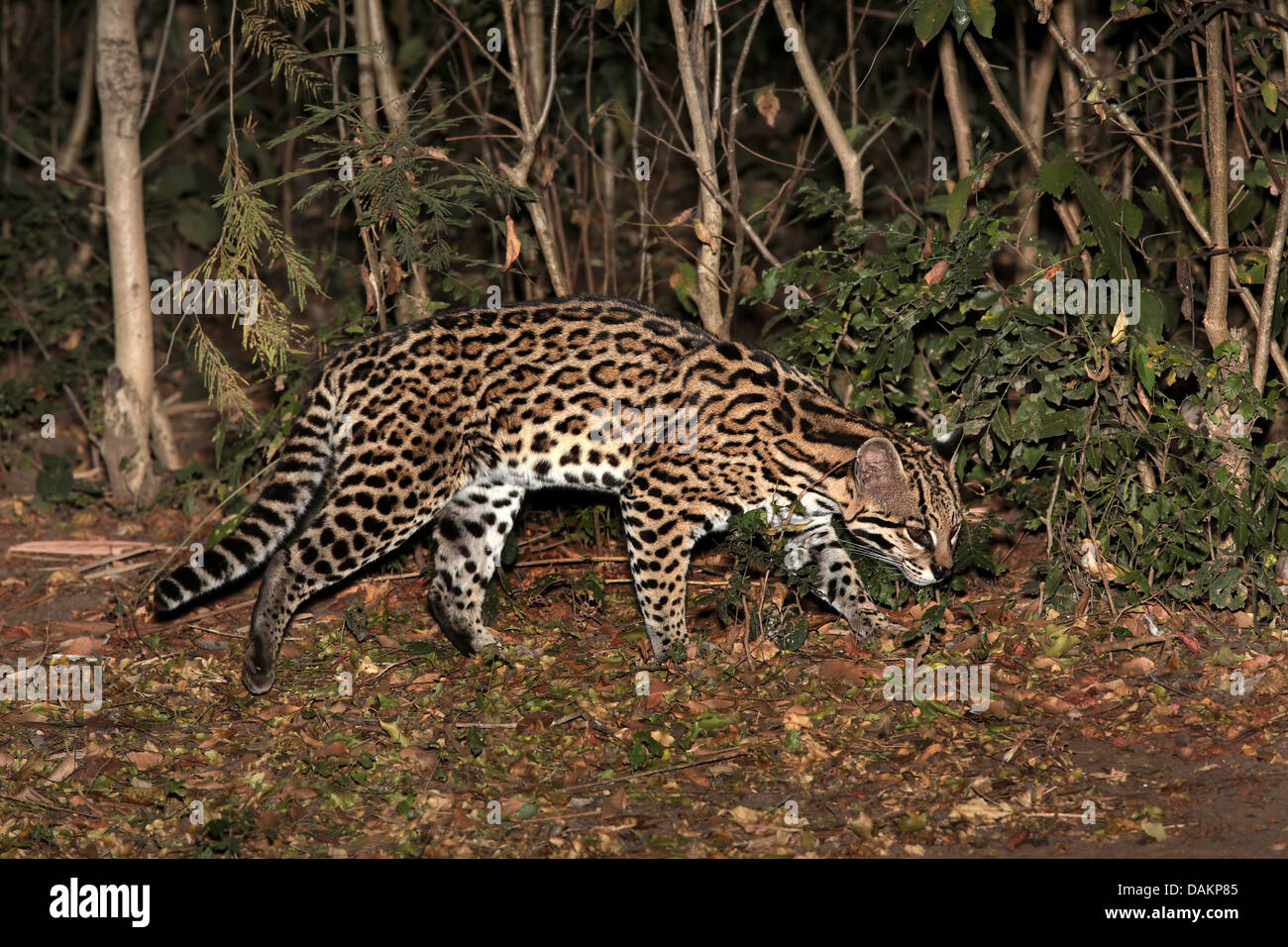 Ocelot, Dwarf leopard (Felis pardalis, Leopardus pardalis), stalking ...