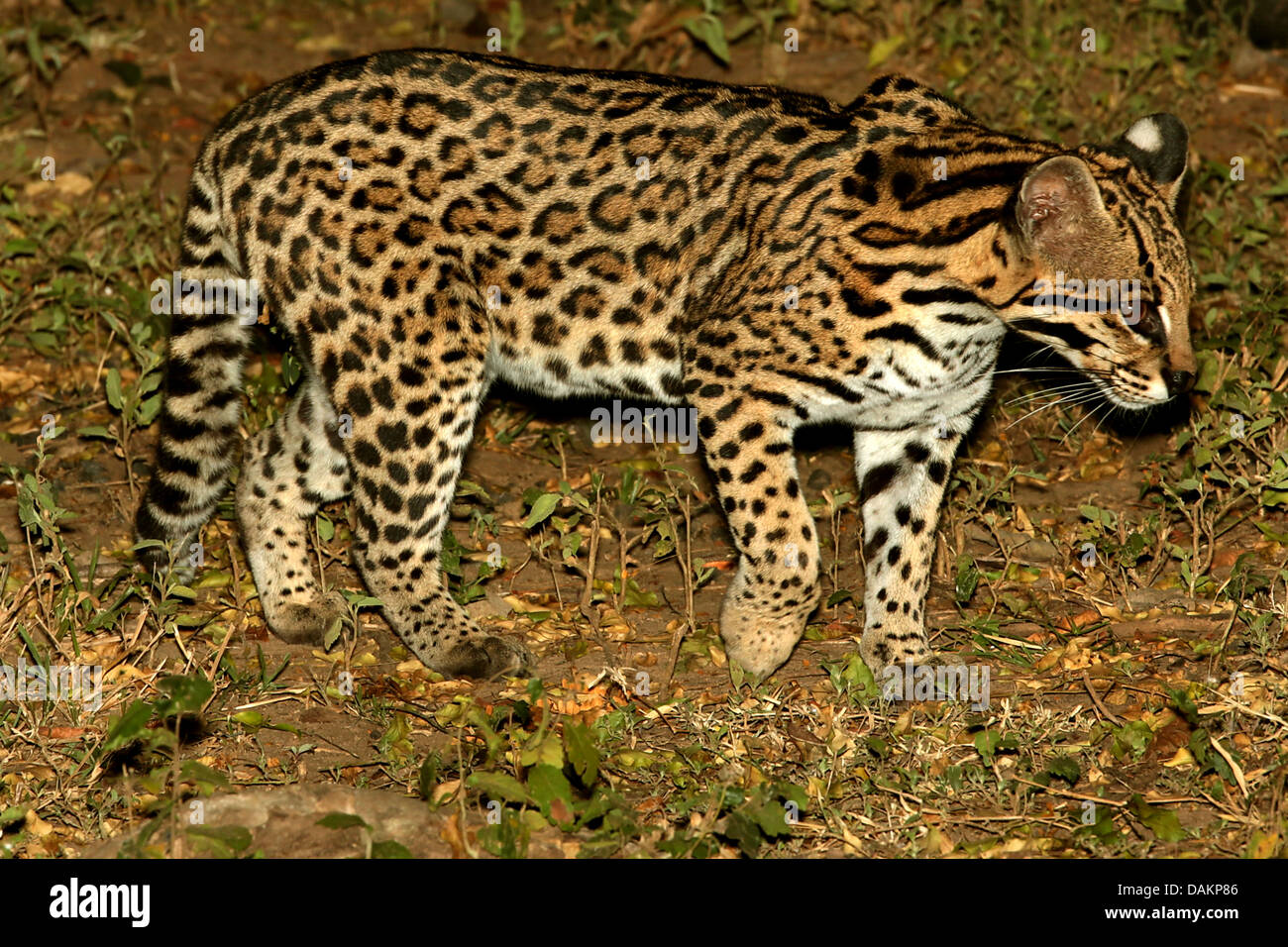 Ocelot, Dwarf leopard (Felis pardalis, Leopardus pardalis), stalking ...