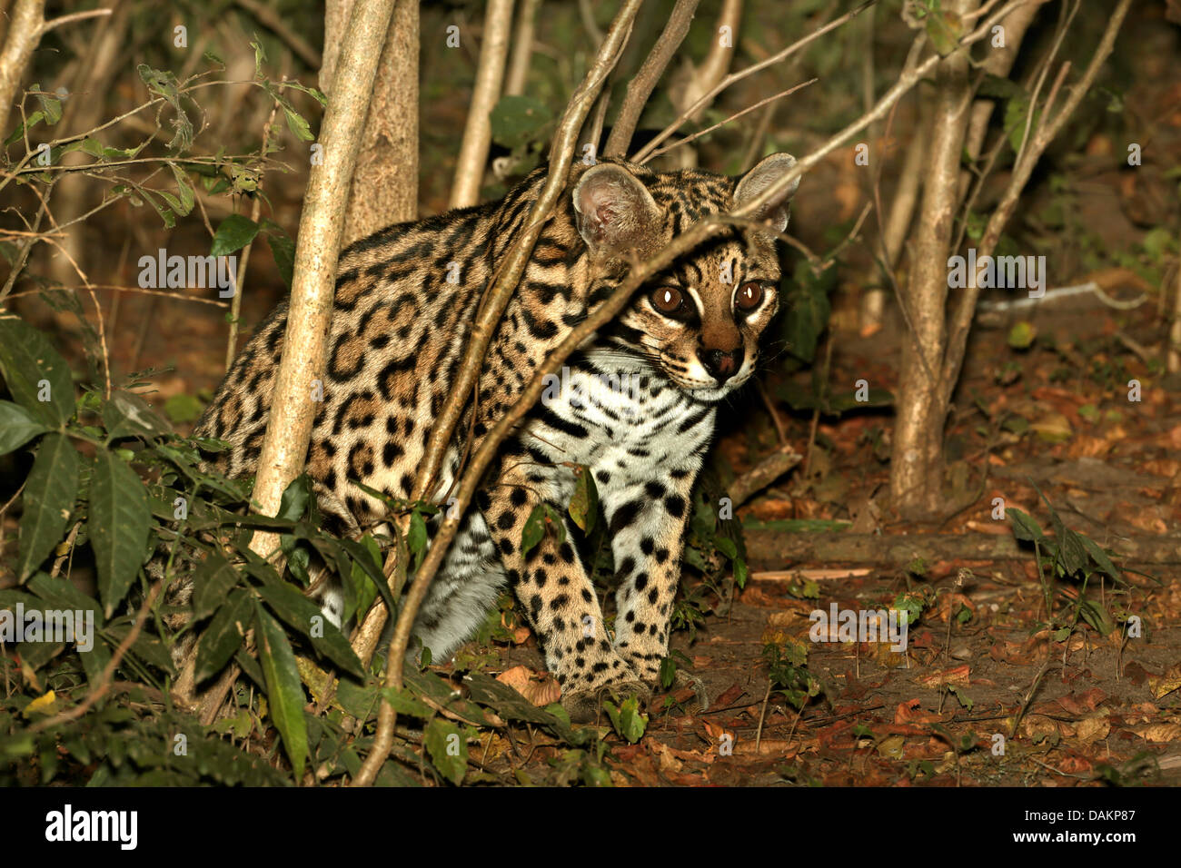 Ocelot, Dwarf leopard (Felis pardalis, Leopardus pardalis), sitting in ...