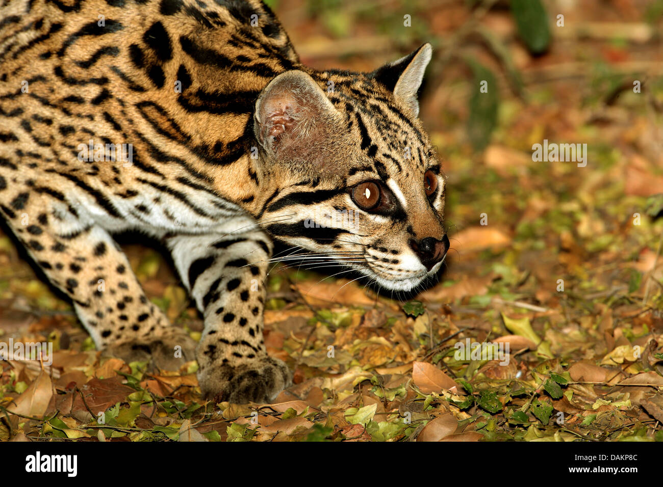 Ocelot, Dwarf leopard (Felis pardalis, Leopardus pardalis), stalking ...