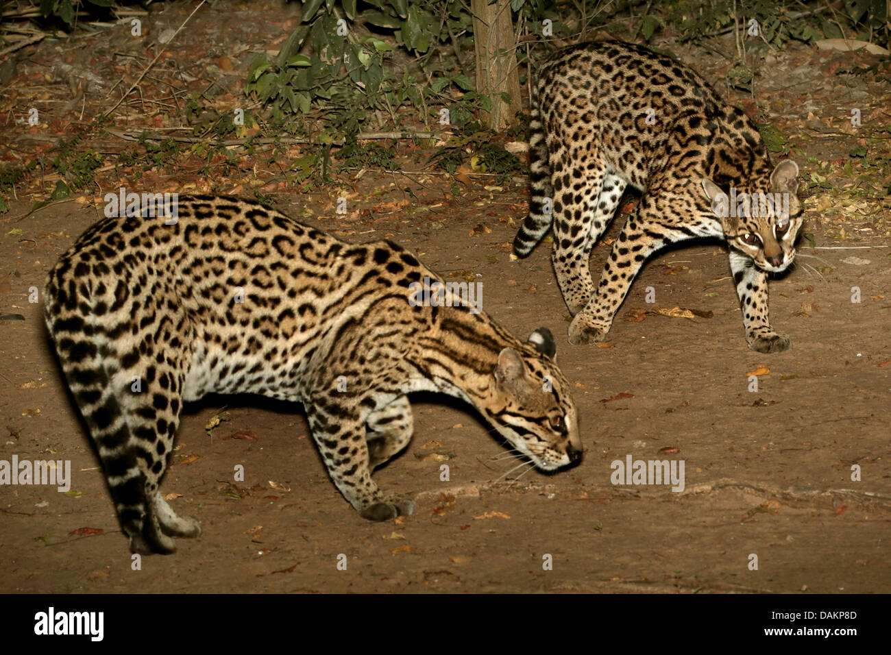 Ocelot, Dwarf leopard (Felis pardalis, Leopardus pardalis), two adult ...