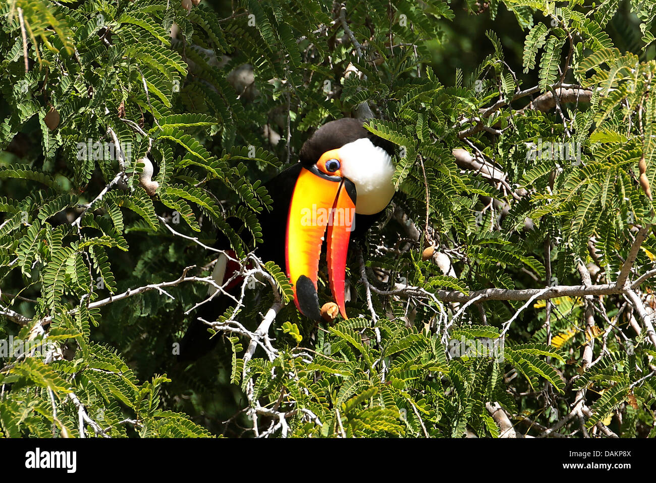 Toco toucan eating hi-res stock photography and images - Alamy