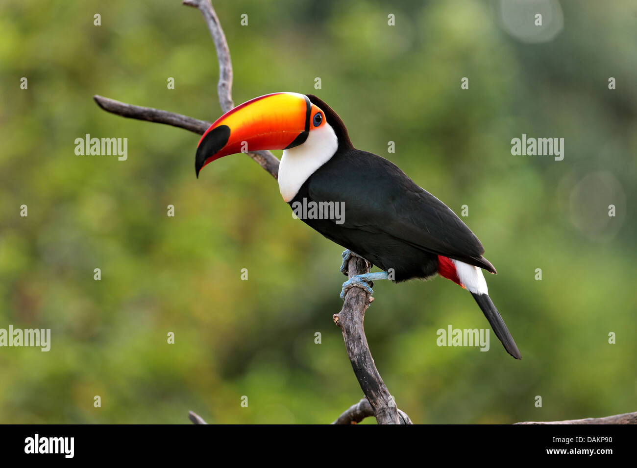 Toco toucan hi-res stock photography and images - Alamy