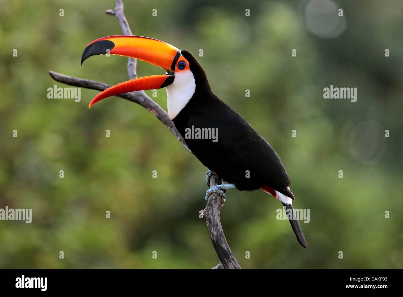Toco toucan hi-res stock photography and images - Alamy