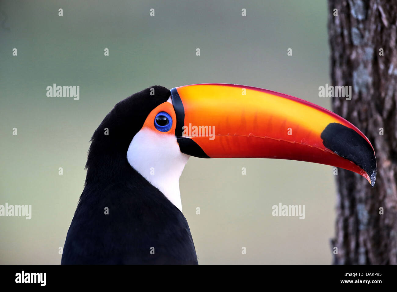 Toco Toucan High Resolution Stock Photography and Images - Alamy