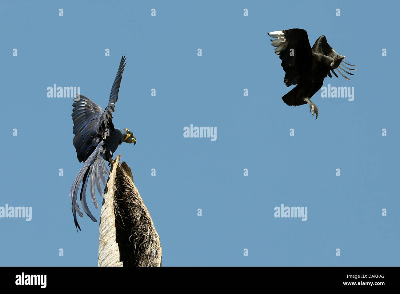 Black vulture nest hi-res stock photography and images - Alamy
