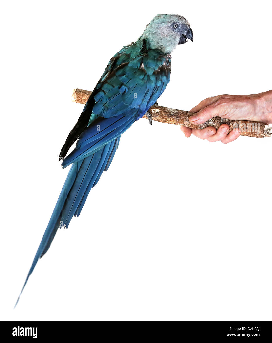 Spix's macaws hi-res stock photography and images - Alamy