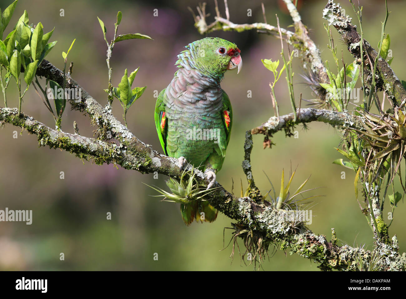 Vinacea hi-res stock photography and images - Alamy