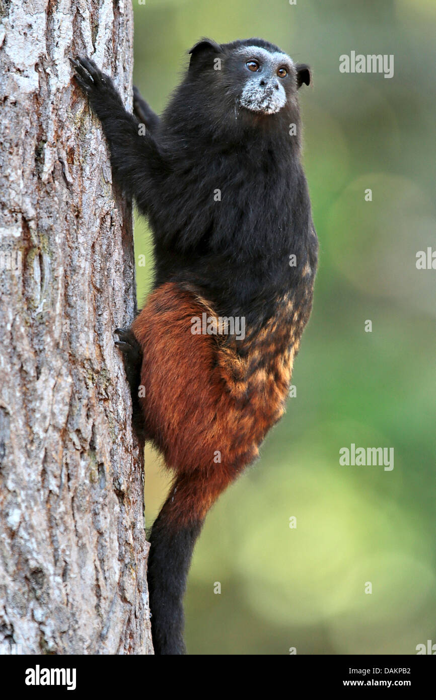 Saddle back tamarin saguinus fuscicollis hi-res stock photography and ...