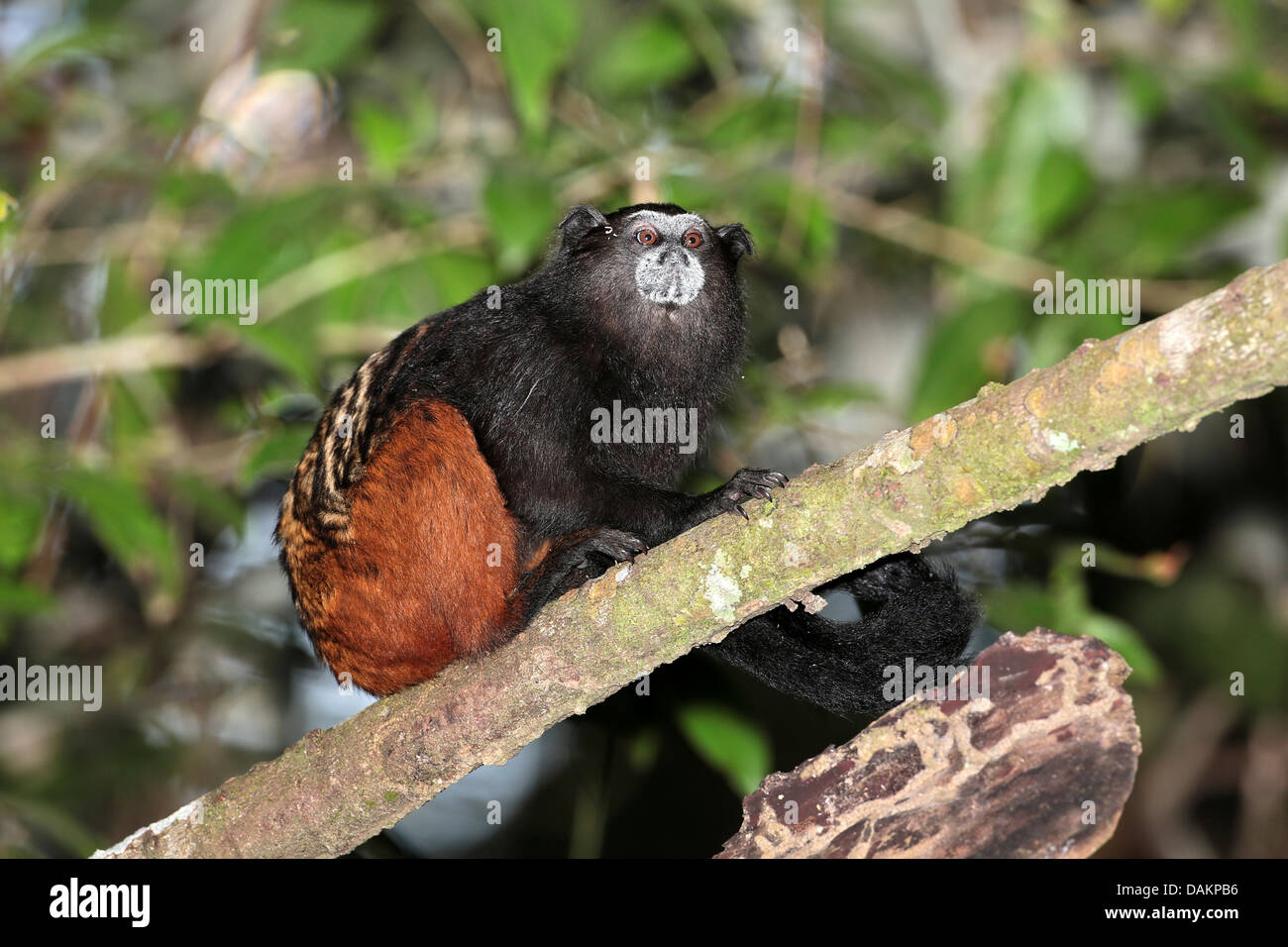 Andean saddleback tamarin hi-res stock photography and images - Alamy