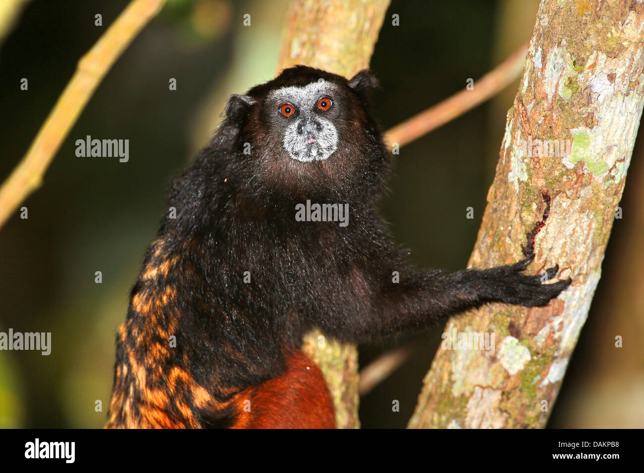 Andean saddleback tamarin hi-res stock photography and images - Alamy