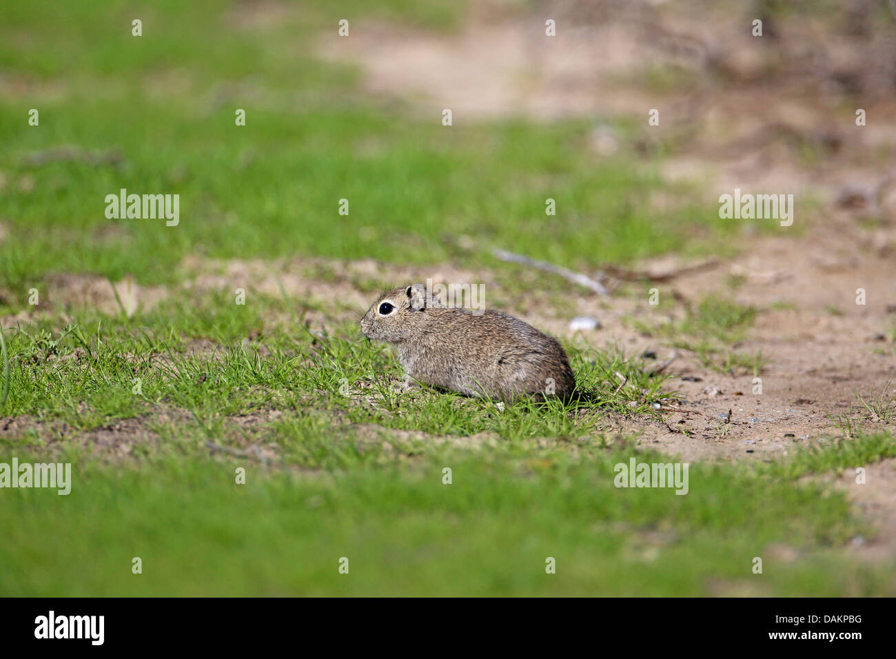 Galea musteloides hi-res stock photography and images - Alamy