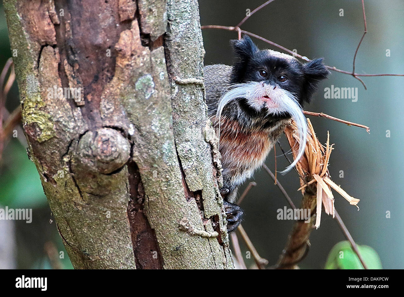 Emperor tamarin (Saguinus imperator), sitting at a trunk, Brazil, Acre ...