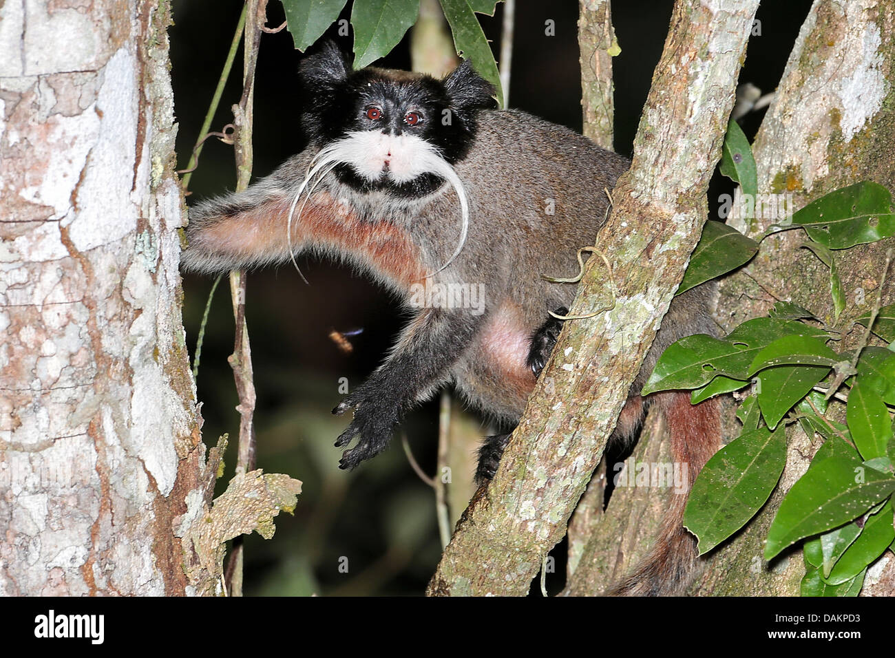 Emperor tamarin (Saguinus imperator), climbing on a tree, Brazil, Acre ...