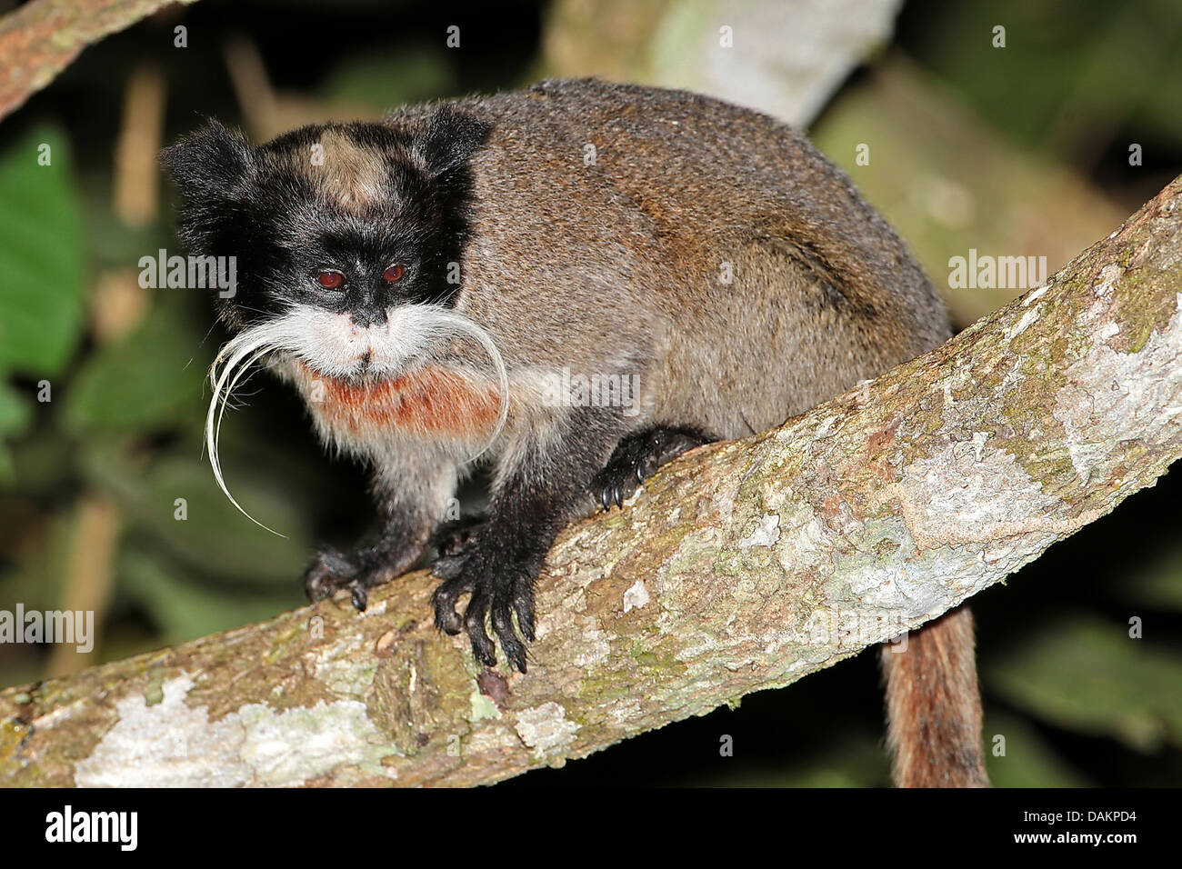 Emperor tamarin (Saguinus imperator), sitting on a branch, Brazil, Acre ...