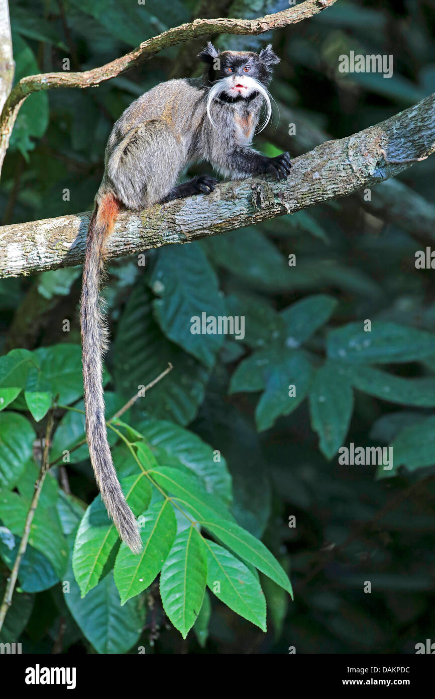 Emperor tamarin (Saguinus imperator), sitting on a branch, Brazil, Acre ...