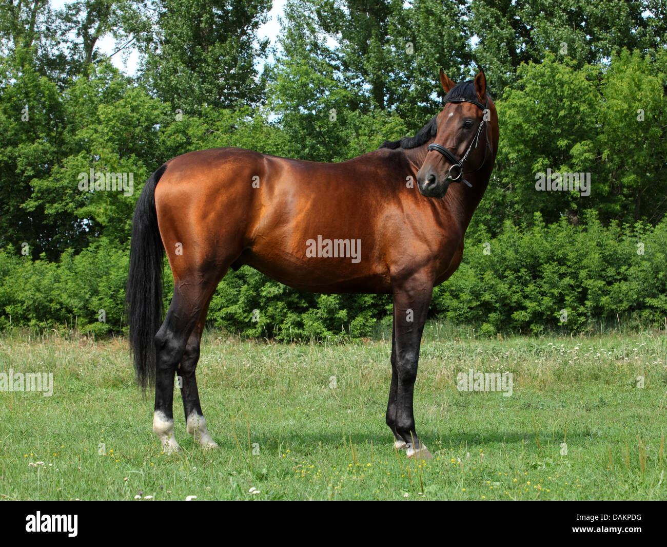 Chestnut bay stallion hi-res stock photography and images - Alamy
